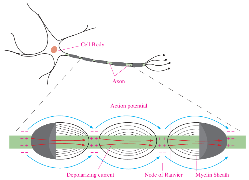 Master Neuron and Nervous System for DAT OAT Exam Prep