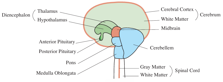 Master Neuron and Nervous System for DAT OAT Exam Prep